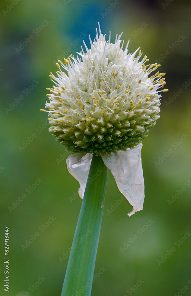 Winter onion, also known as scallion (Allium fistulosum) is a bulbous ...