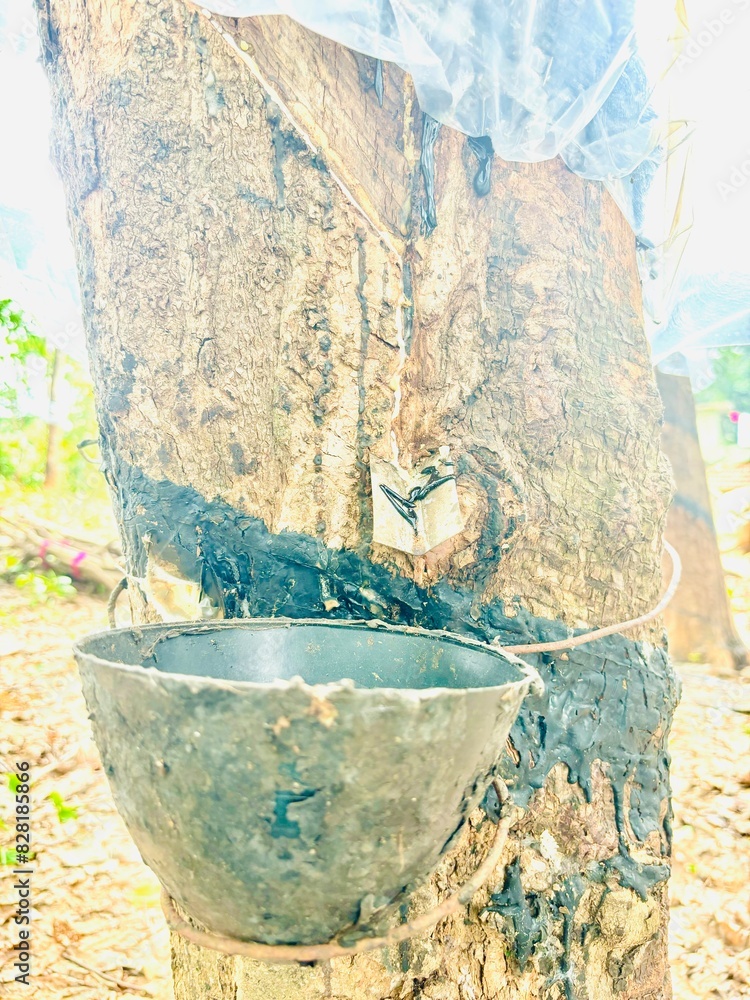 Close-up photo of natural rubber harvesting in Kerala during the ...