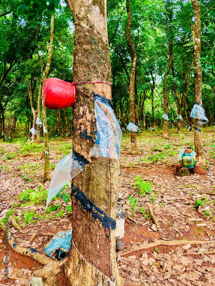 Close-up photo of natural rubber harvesting in Kerala during the ...