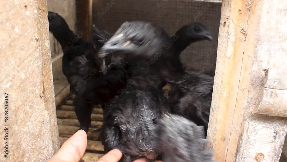 cultivation of male cemani chicken or Gallus gallus domesticus, this ...