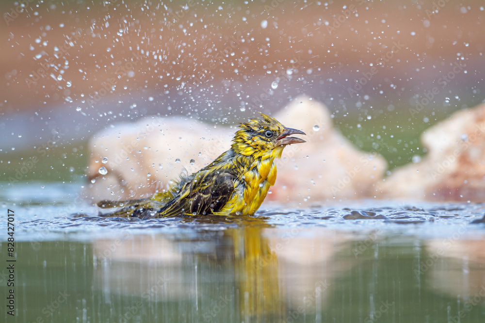 Lesser Masked Weaver bathing in waterhole in Kruger National park ...