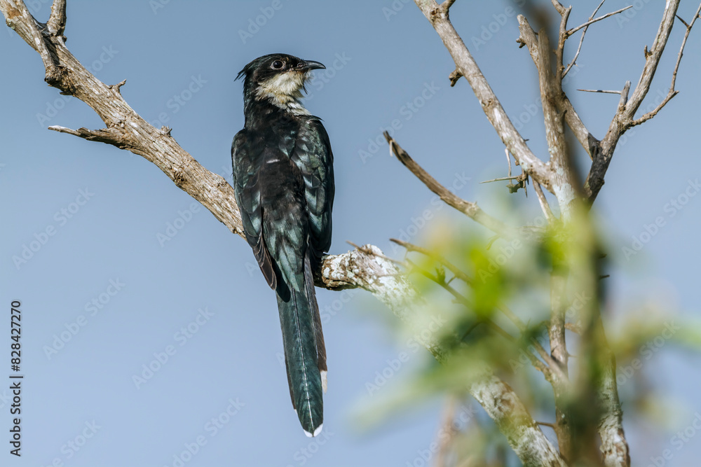 Pied Cuckoo standing on a branch isolated in blue sky in Kruger ...