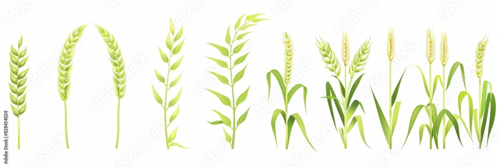 Barley plant icon, wheat symbol, rice pictogram, rye green stalk, oat ...