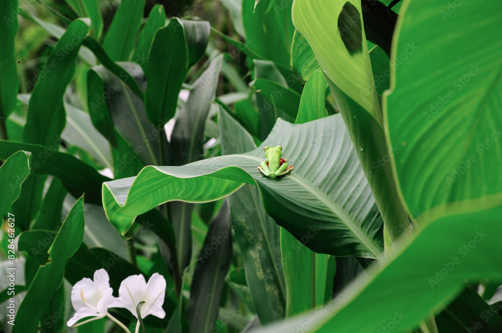 Mini rana roja encima de una hoja verde en parque nacional de Costa ...