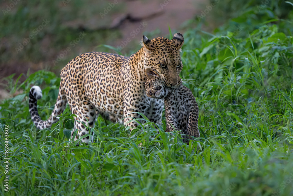Leopard mother carrying cub. This leopard (Panthera pardus) carrying ...