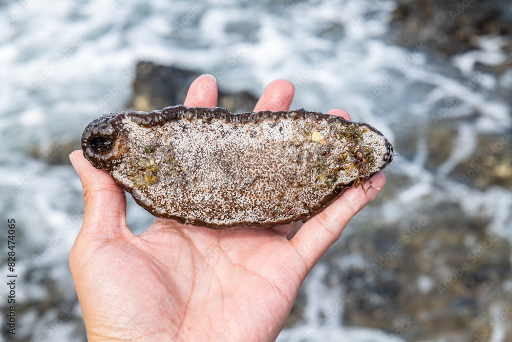 Actinopyga varians, the Pacific white-spotted sea cucumber or Hawaiian ...