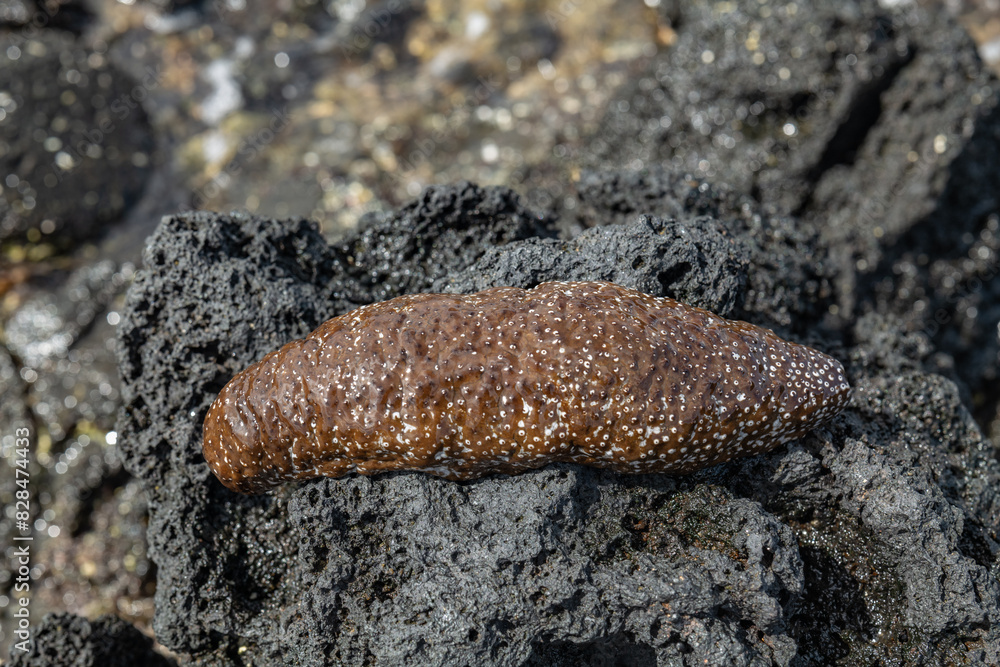 Actinopyga varians, the Pacific white-spotted sea cucumber or Hawaiian ...