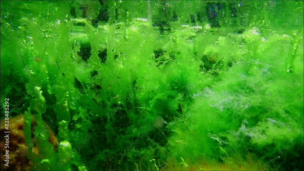 green Ulva and cladophora algae, water surface reflection aquascape ...