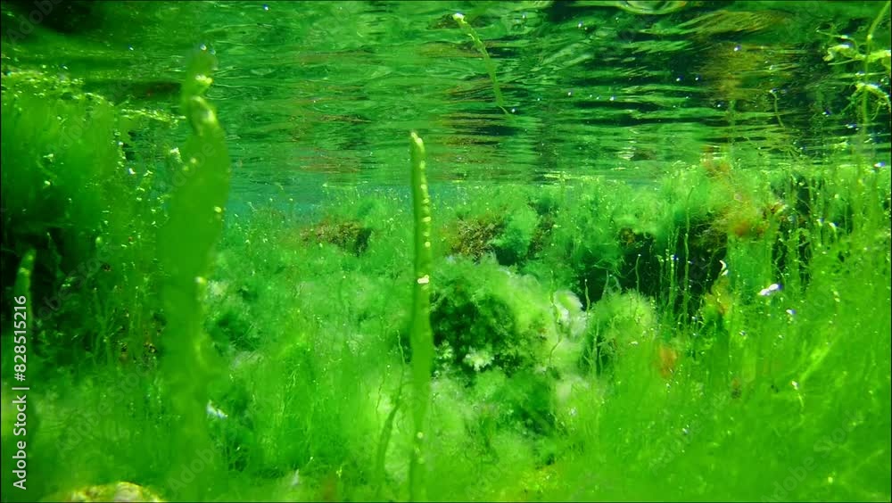 green Ulva algae oxygenate air bubble, water surface reflection ...