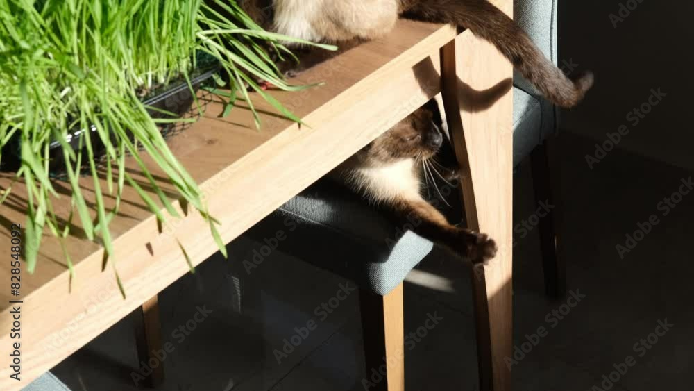 two siamese cats playing on and under the table with green grass for ...