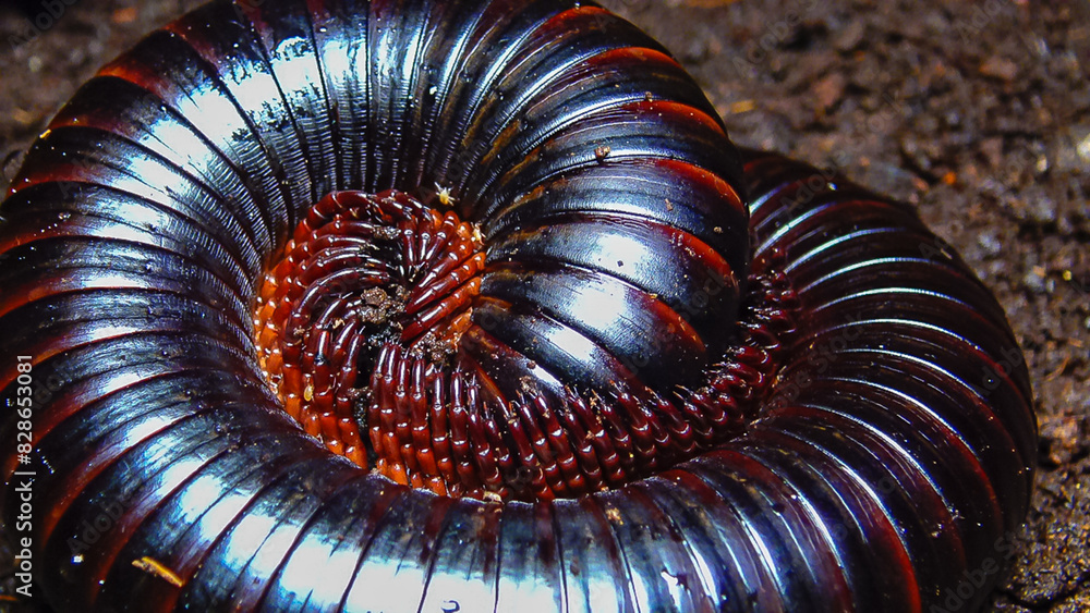 The giant African millipede (Archispirostreptus gigas), is one of the ...