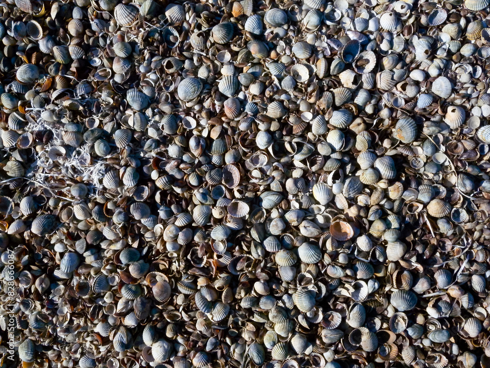 Dry bottom of a reservoir covered with a layer of shells of bivalve ...