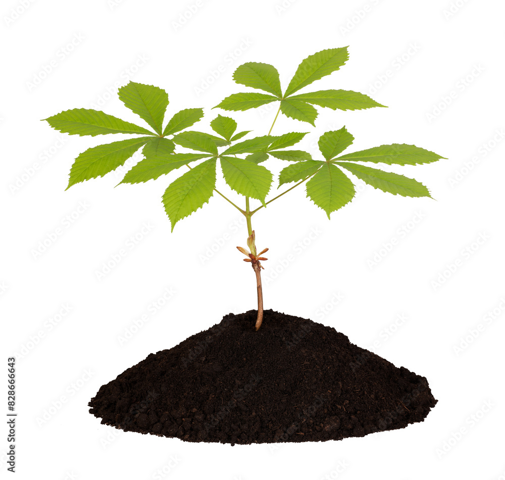 Young tree seedling of chestnut growing in a heap of soil isolated on ...