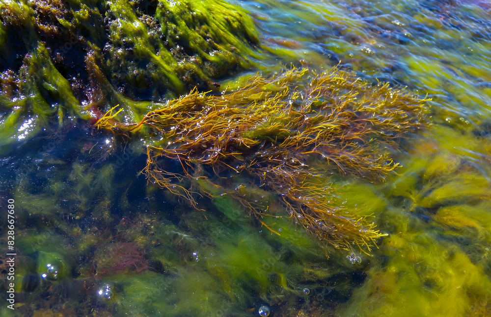 Brown algae macrophytes Cystoseira barbata and other green and red ...