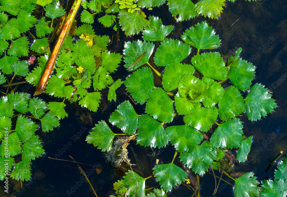 Water caltrop (Trapa natans), floating aquatic plant with edible nuts ...