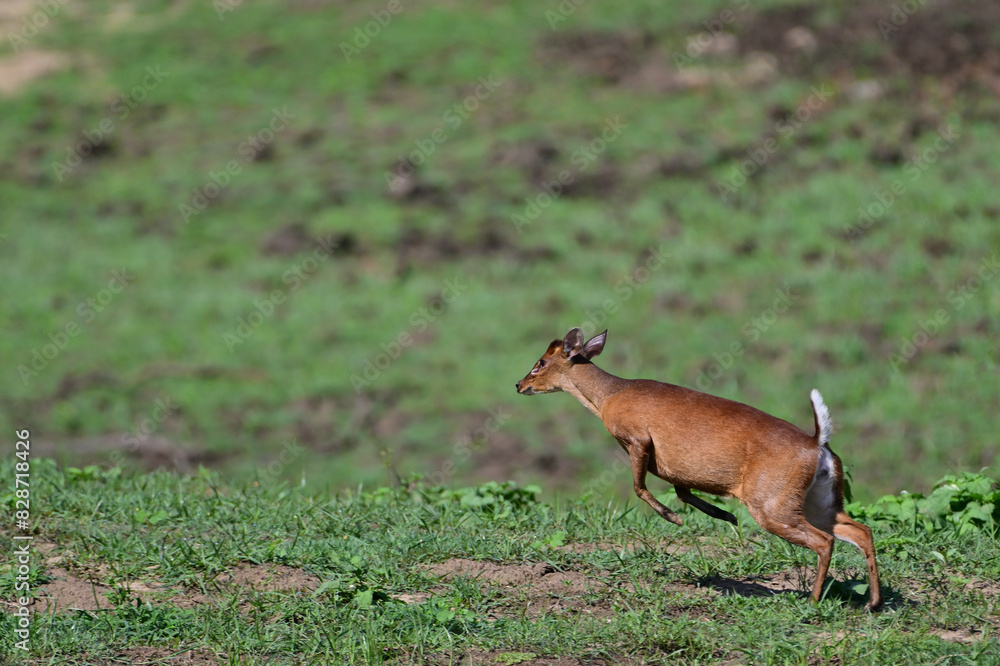 Muntjacs also known as the barking deer or rib-faced deer, are small ...