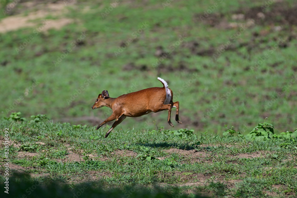 Muntjacs also known as the barking deer or rib-faced deer, are small ...