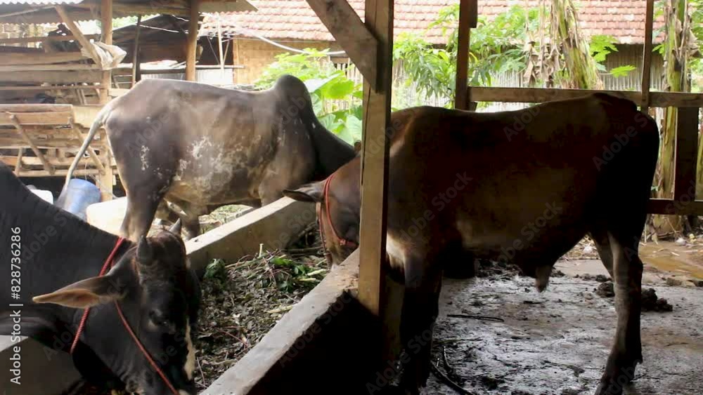 Brahman cows are large and healthy inside the pens of traditional ...