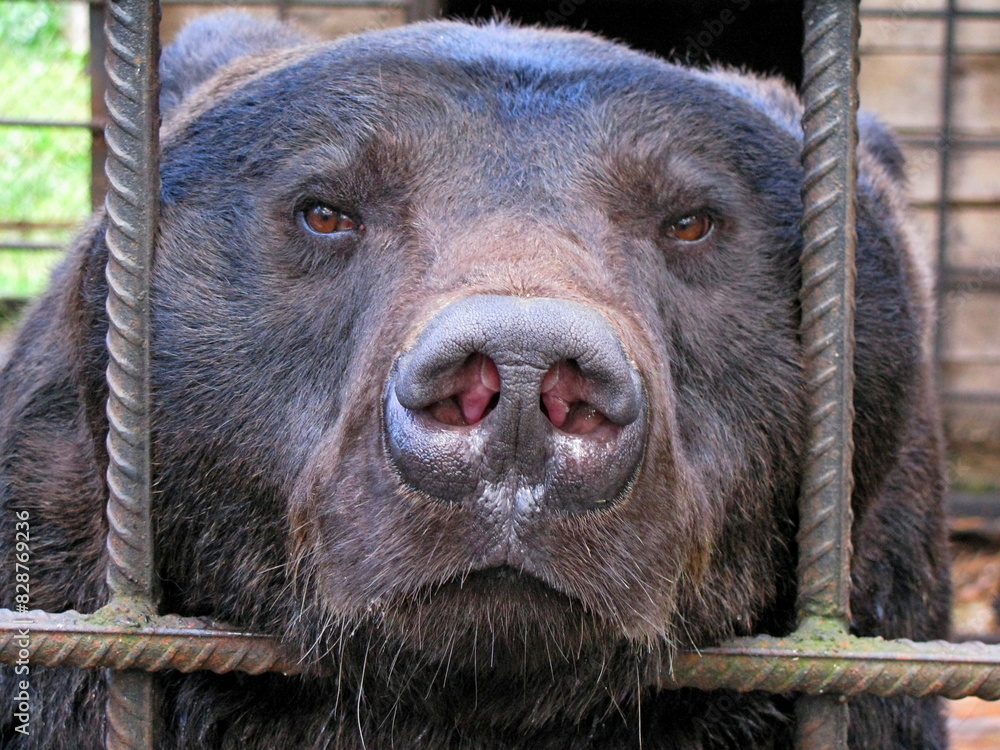 Sad bear in animal cage. Carpathian bear captivity in animal zoo behind ...