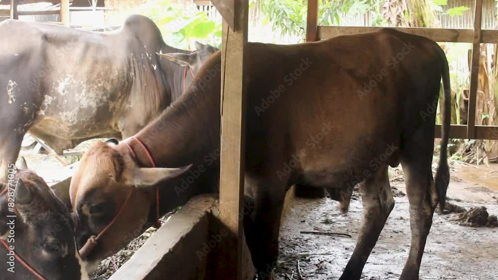 Brahman cattle or Bos taurus indicus, a traditional Indonesian farm ...