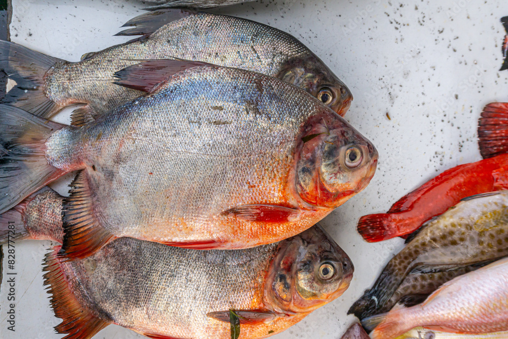 Fresh varieties of sea food meat like fishes, crabs, shrimp, prawns ...