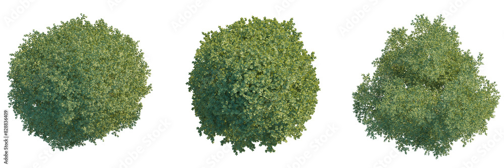 Carpinus betulus tree top view, tree plan 4k png cutout Stock ...