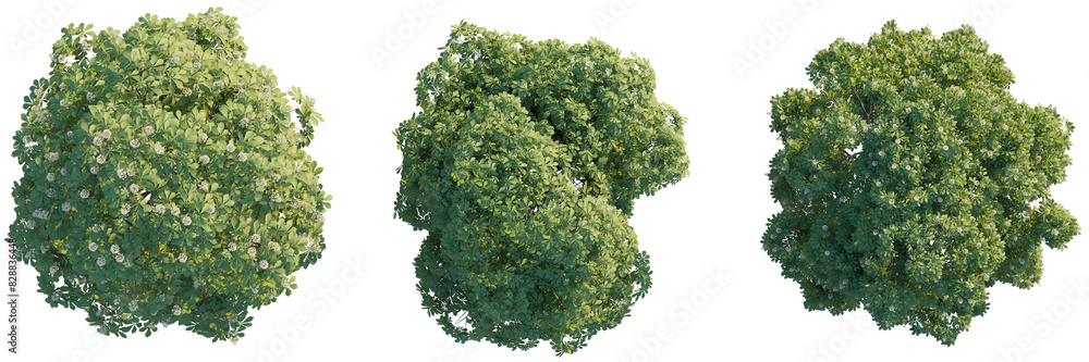 Aesculus hippocastanum tree top view, tree plan 4k png cutout Stock ...
