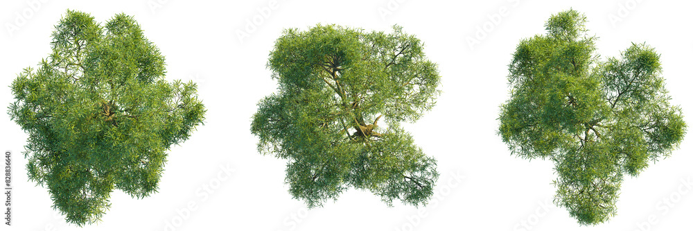 Podocarpus macrophyllus tree top view, tree plan 4k png cutout Stock ...