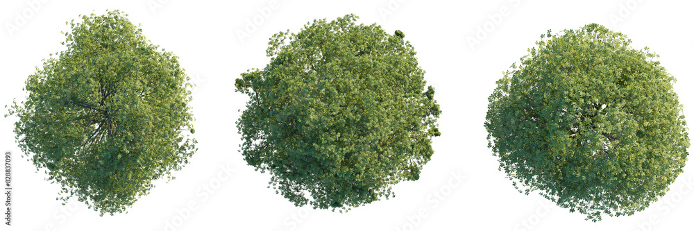 Aesculus hippocastanum tree top view, tree plan 4k png cutout Stock ...