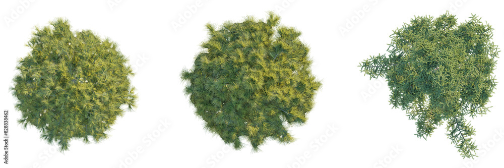 Larix decidua tree top view, tree plan 4k png cutout Stock Illustration ...