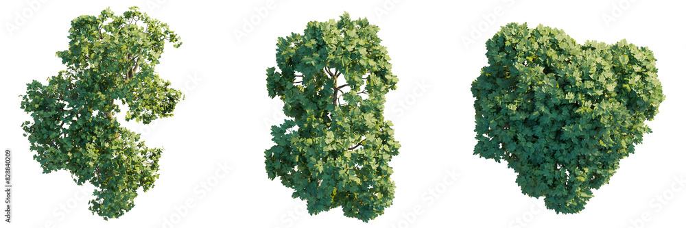 Ficus carica tree top view, tree plan 4k png cutout Stock Illustration ...