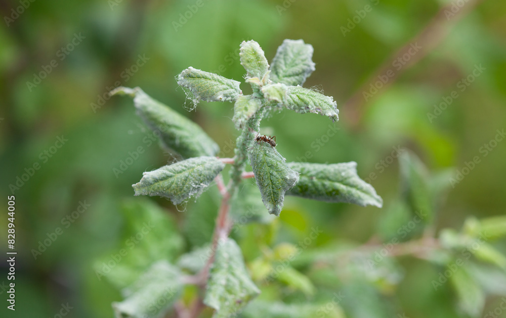 plum tree infested with spider baptism and aphids in the garden.The use ...