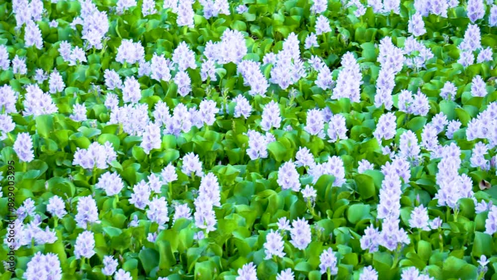 Common Water Hyacinths are bloom in a pond.Detailed view of a common ...