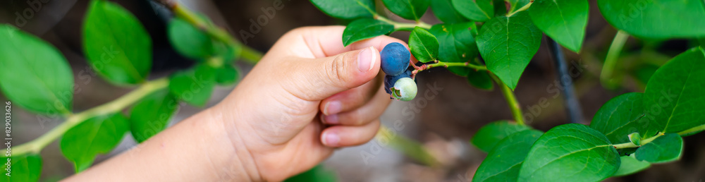 Panorama view little baby hands picking up fresh blueberry from ...