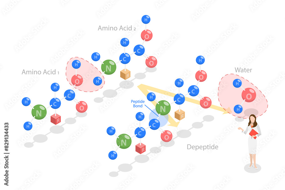 3D Isometric Flat Illustration of Peptide Bond, Chemical Structure of ...