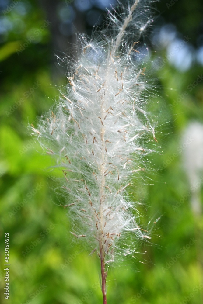 Cogongrass ( Imperata cylindrica ) flowers. Poaceae perennial plants ...