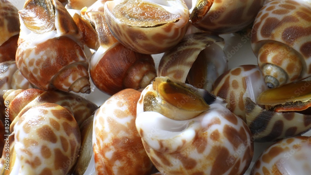 Spotted babylon: sea snail found in Indo-Pacific coasts. Valued in ...