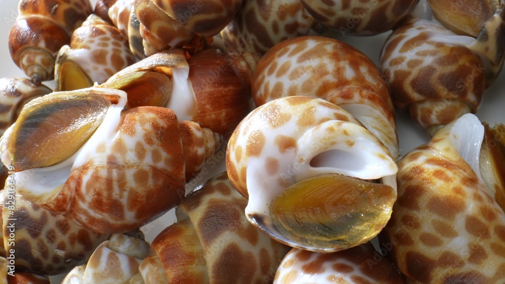 Spotted babylon adds a unique seafood flavor to Thai dishes. It is ...