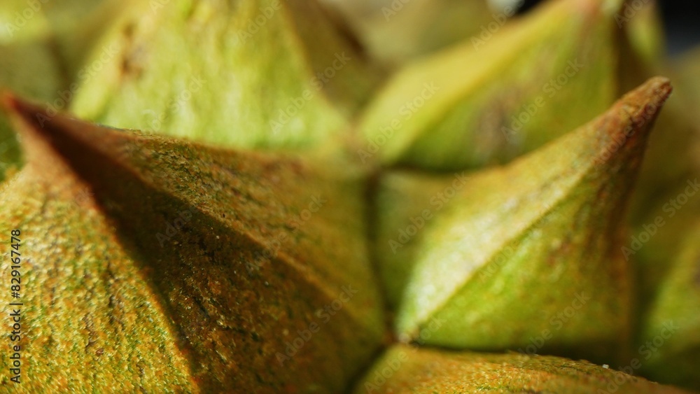 Zoom in, durian thorns reveal their intricate detail: sharp, triangular ...
