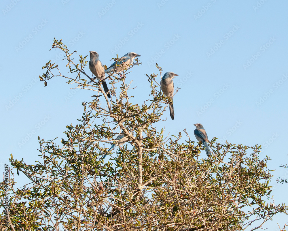 An extended family of Florida Scrub Jays, Aphelocoma coerulescens ...