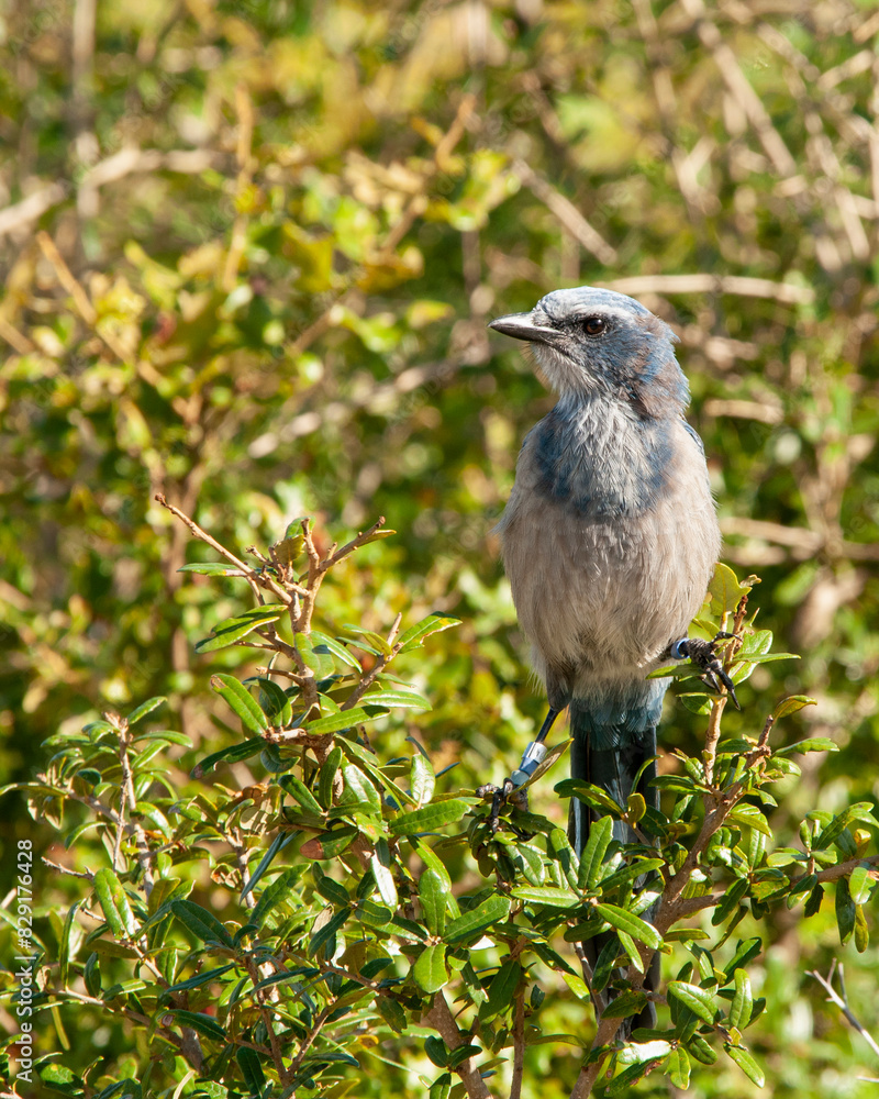 Aa Florida Scrub Jay, Aphelocoma coerulescens, perched in a Scrub Oak ...