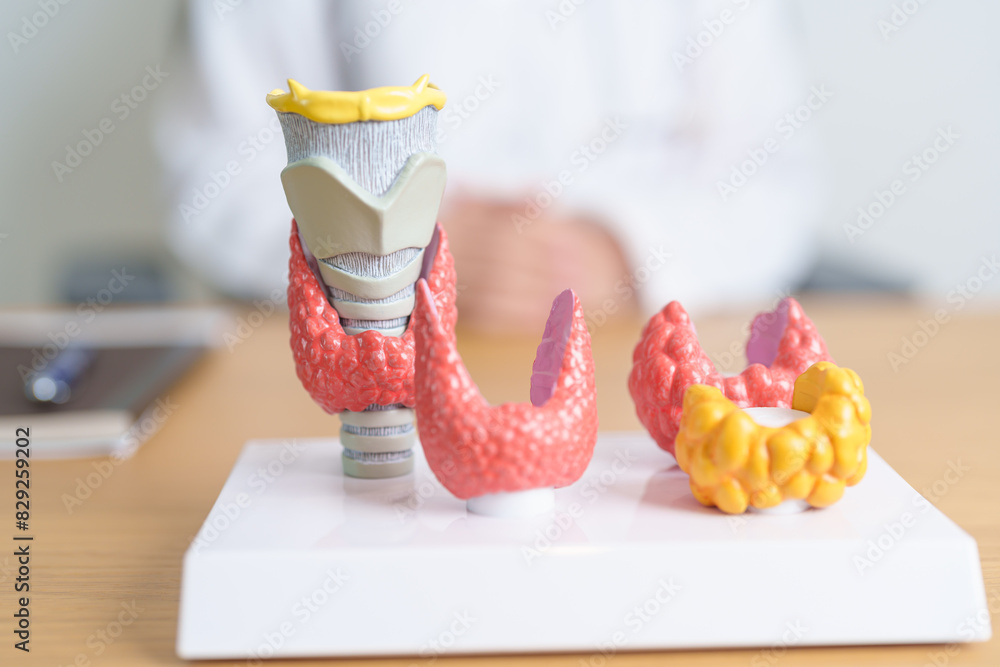 Doctor with human Thyroid anatomy model. Hyperthyroidism ...