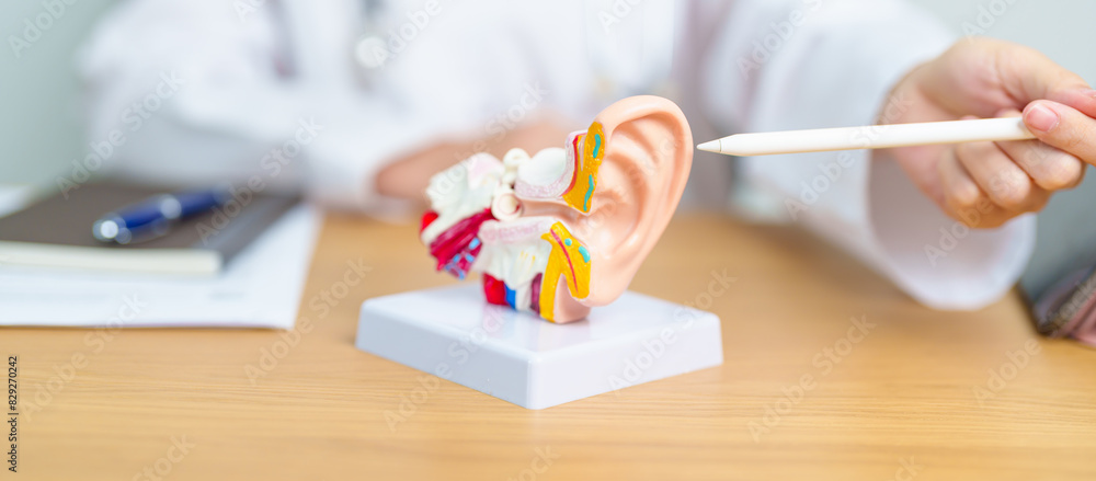Doctor with human Ear anatomy model. Ear disease, Atresia, Otitis Media ...