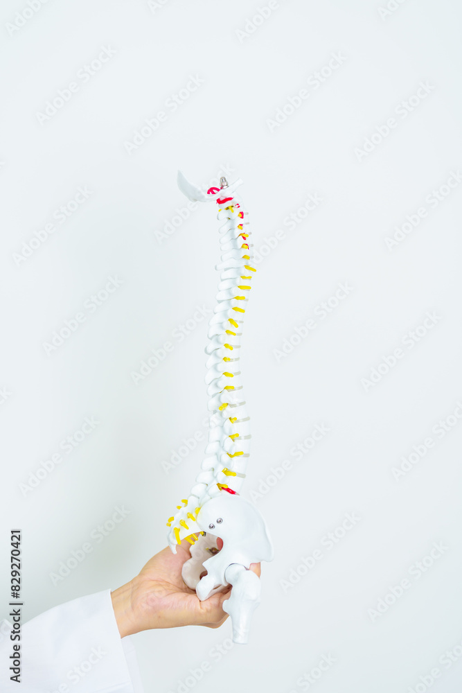 Doctor with human Spine anatomy model. Spinal Cord Disorder and disease ...
