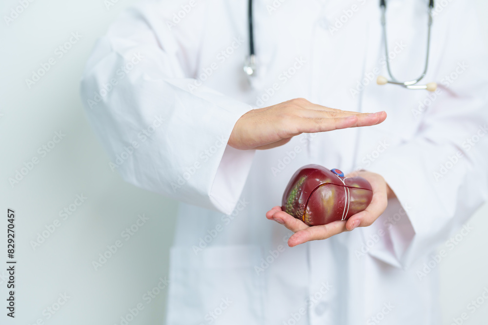Doctor with human Liver anatomy model. Liver cancer and Tumor, Jaundice ...