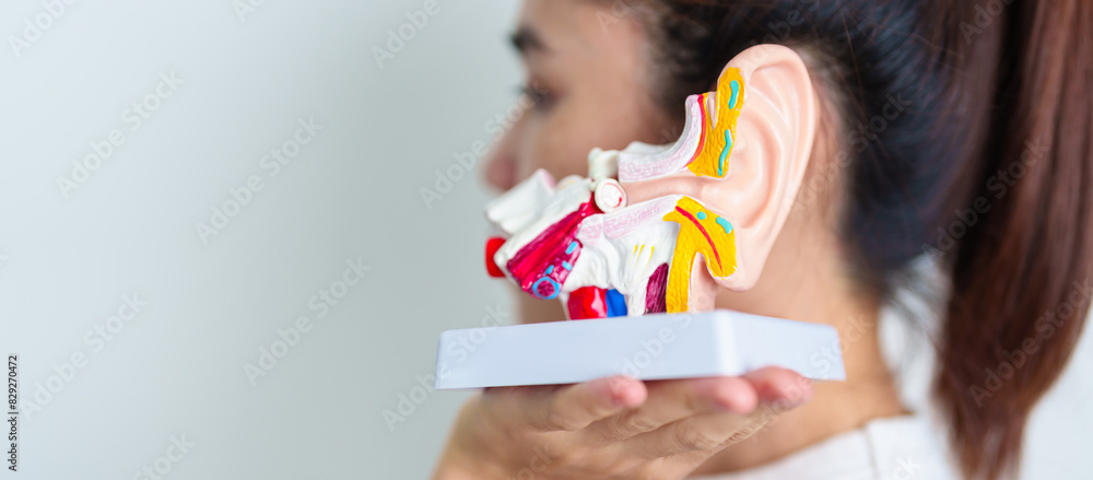Woman holding human Ear anatomy model. Ear disease, Atresia, Otitis ...