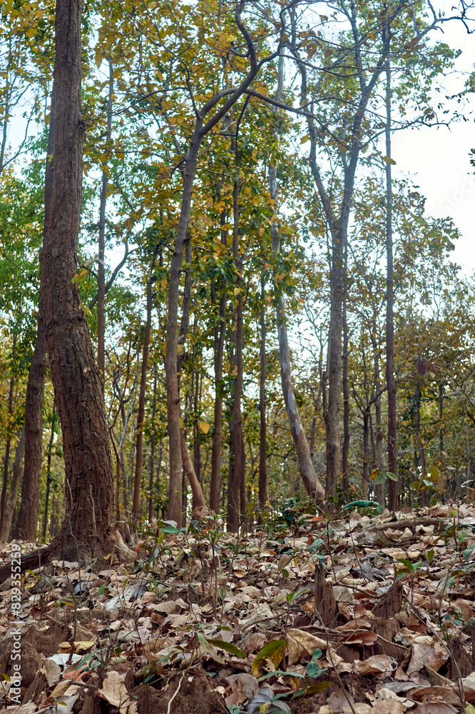 beauty of wilderness in jungle surrounding Pakhi Pahar, Purulia. tree ...