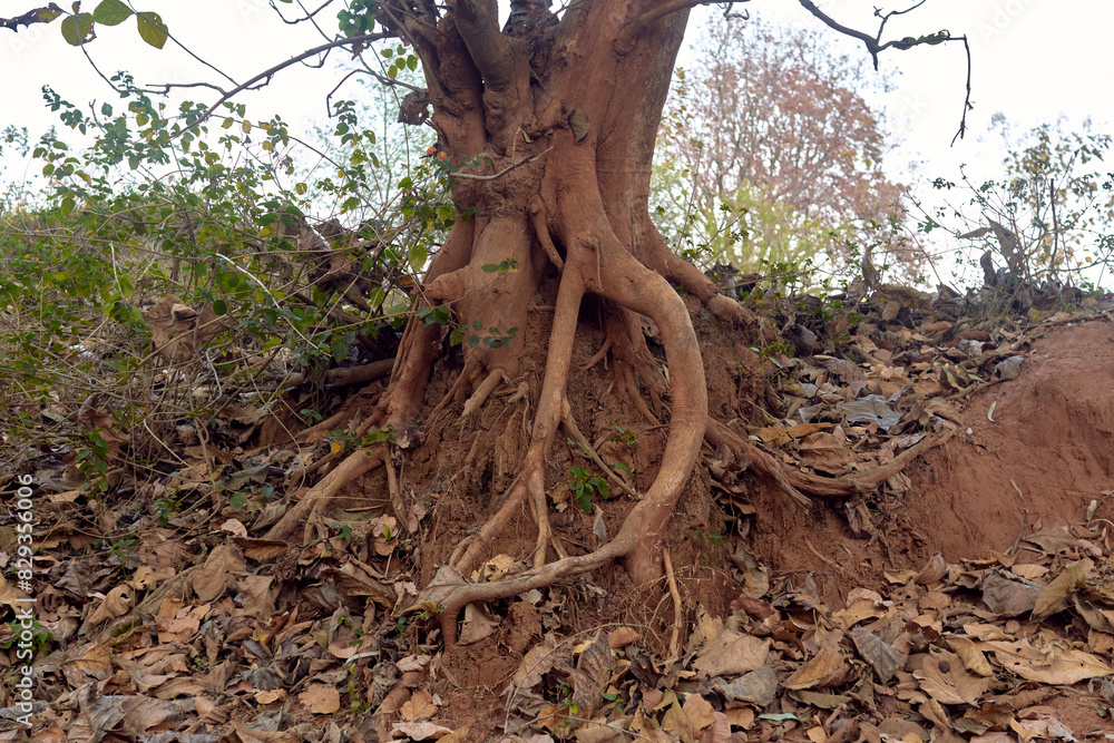 beauty of wilderness in jungle surrounding Pakhi Pahar, Purulia. tree ...