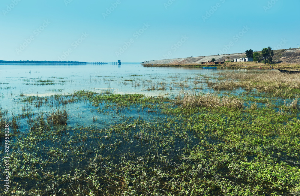 low lying grassland submerged in shallow water of Damodar river ...