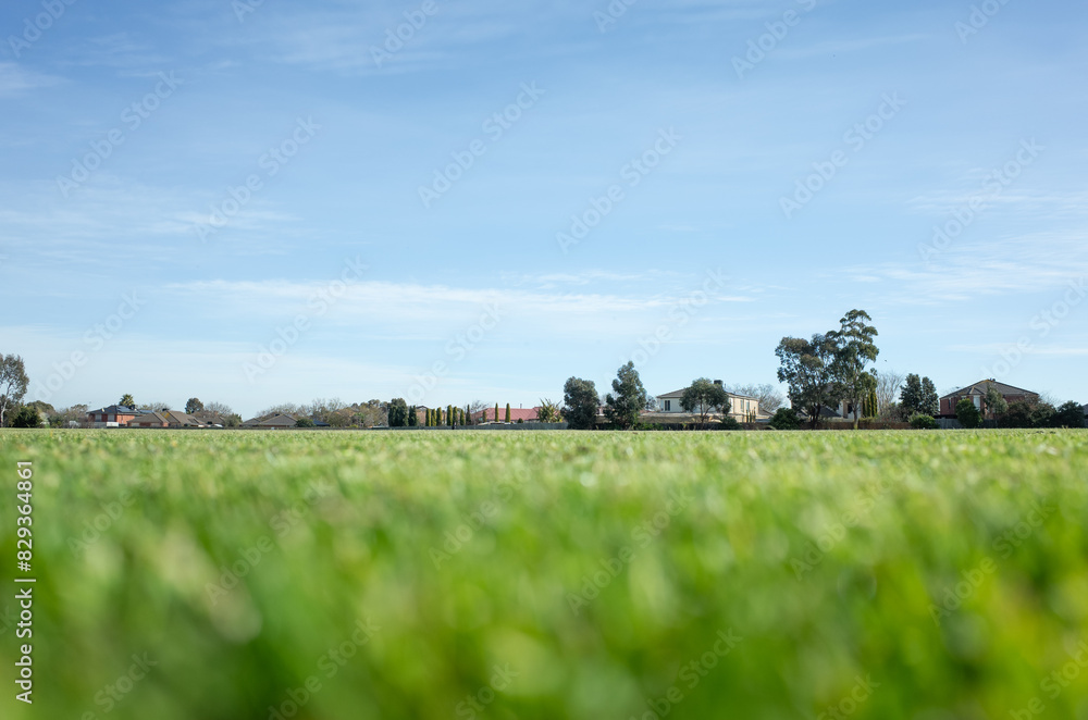 Background texture of a low angle of a vast grass lawn ground with some ...
